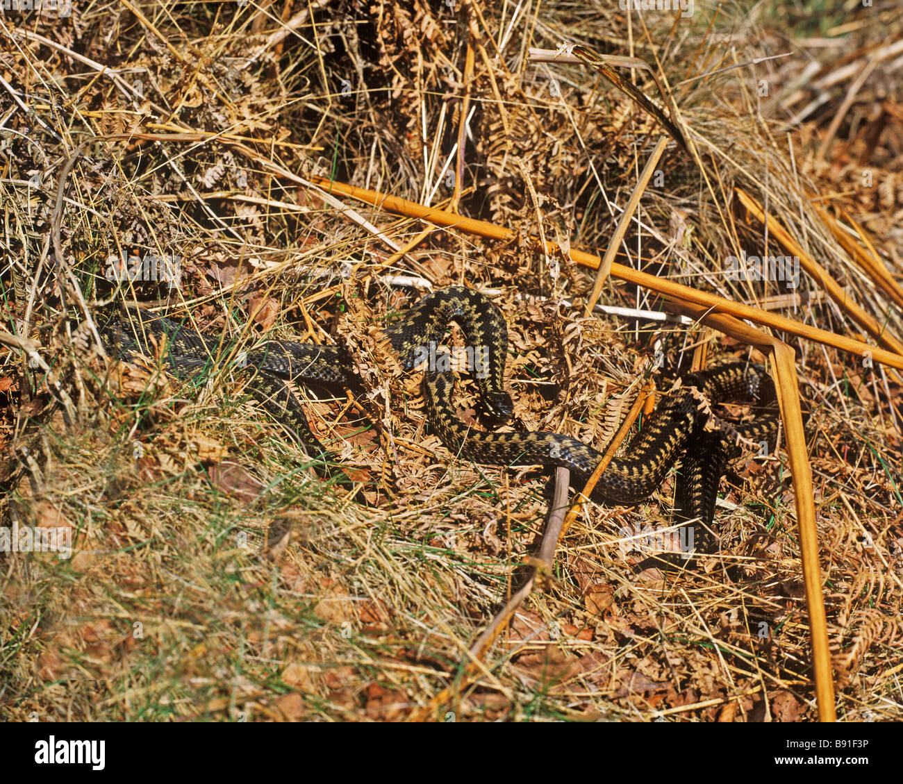 Viperous hi-res stock photography and images - Alamy