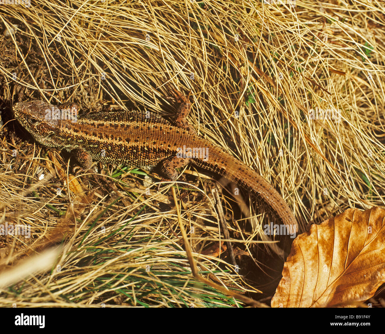 COMMON LIZARD Lacerta vipera MOVING THROUGH UNDERGROWTH Stock Photo - Alamy
