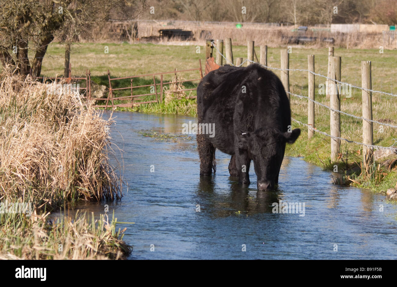 Cow in water Stock Photo - Alamy