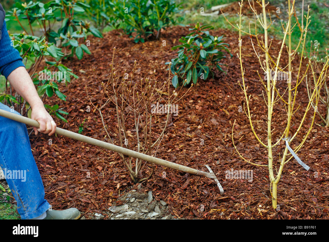 MULCHING SHRUBS WITH BARK Stock Photo - Alamy