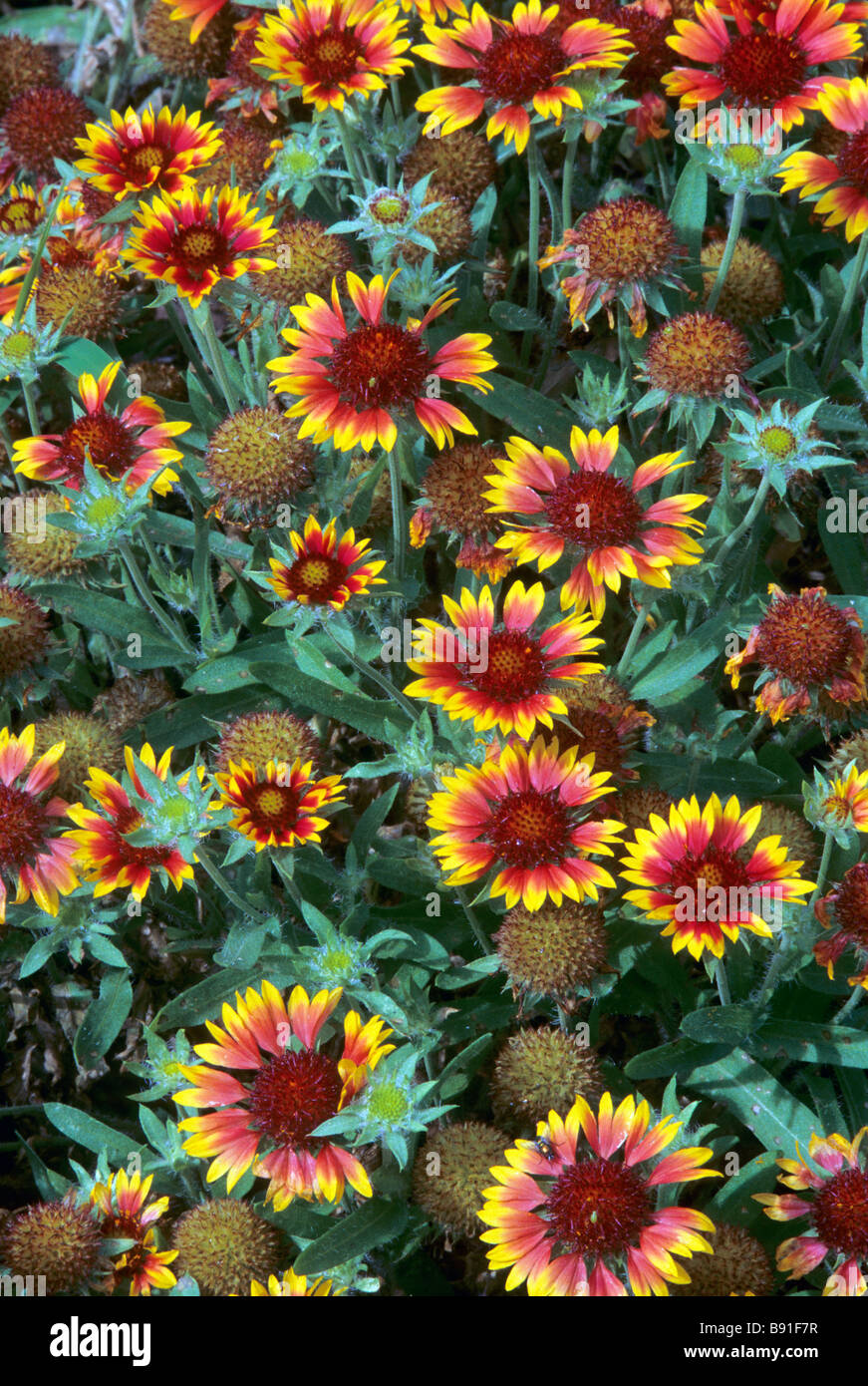 Mears state park hi-res stock photography and images - Alamy