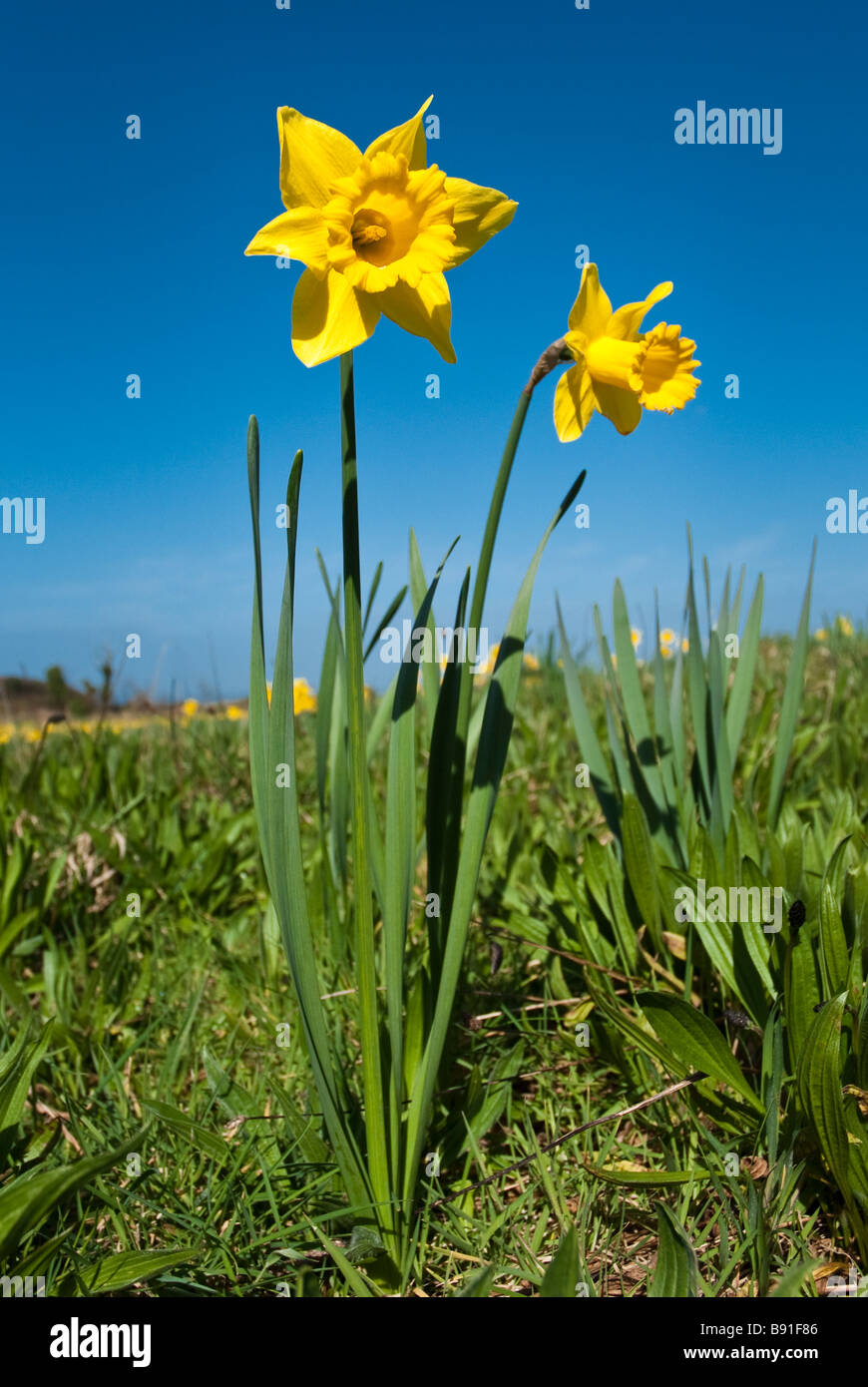 Wild daffodils in meadow Stock Photo - Alamy