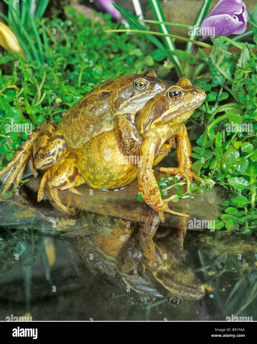 COMMON FROG Rana temporia PAIR IN AMPLEXUS AT PONDSIDE Stock Photo - Alamy