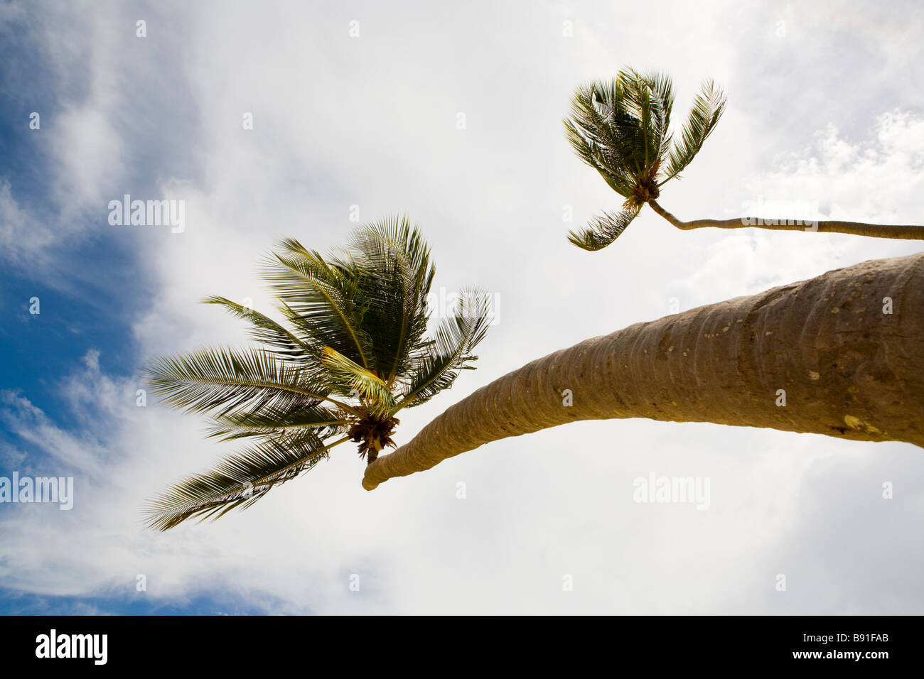 Palm Trees against blue sky mottled with clouds, Island of Tobago ...