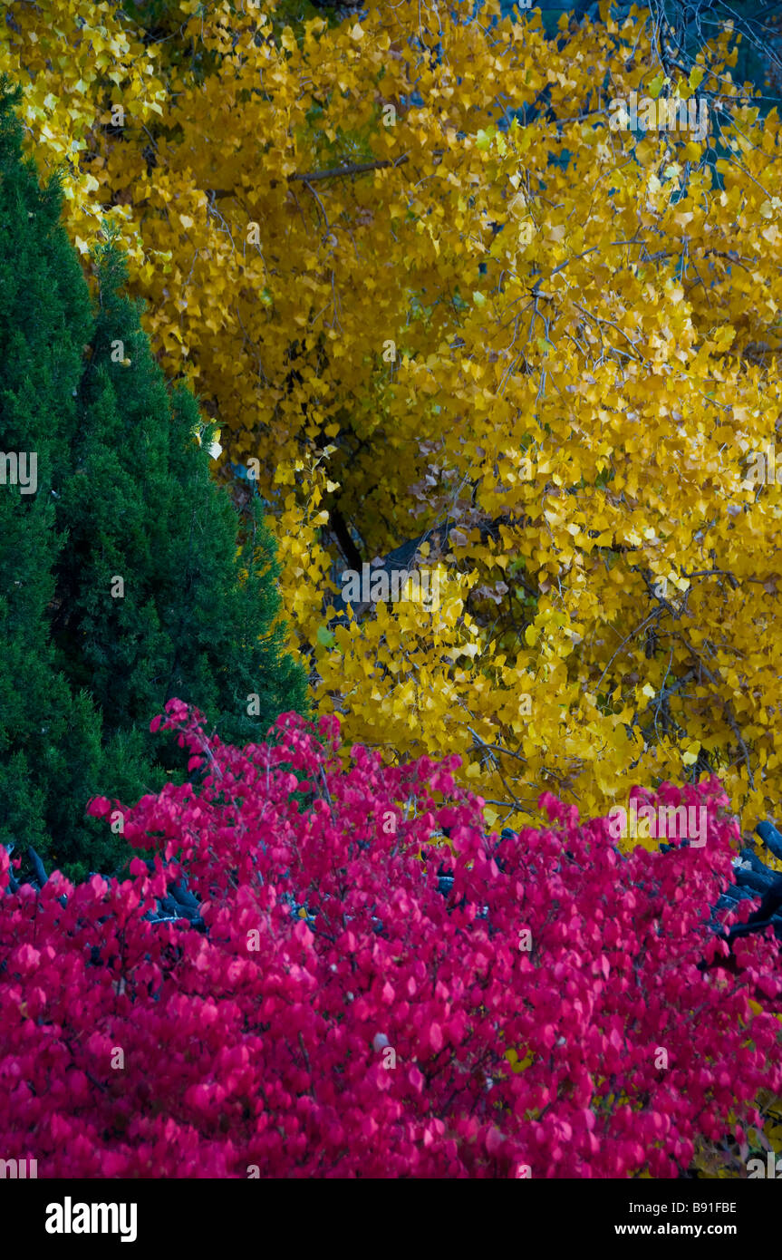 Colorful fall foliage in New Mexico Stock Photo - Alamy