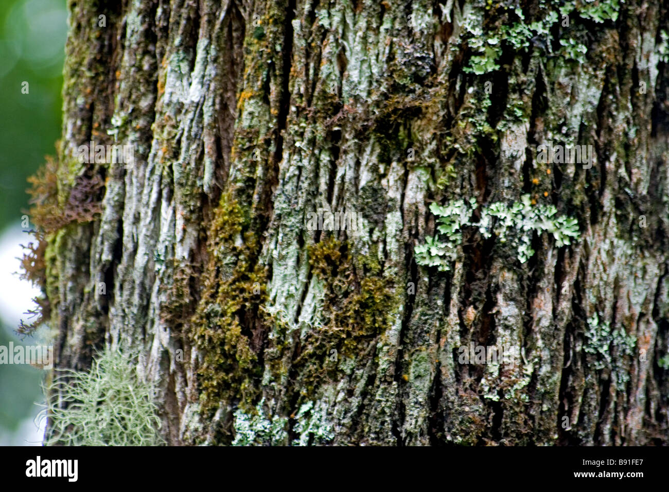 Tree bark brazil hi-res stock photography and images - Alamy