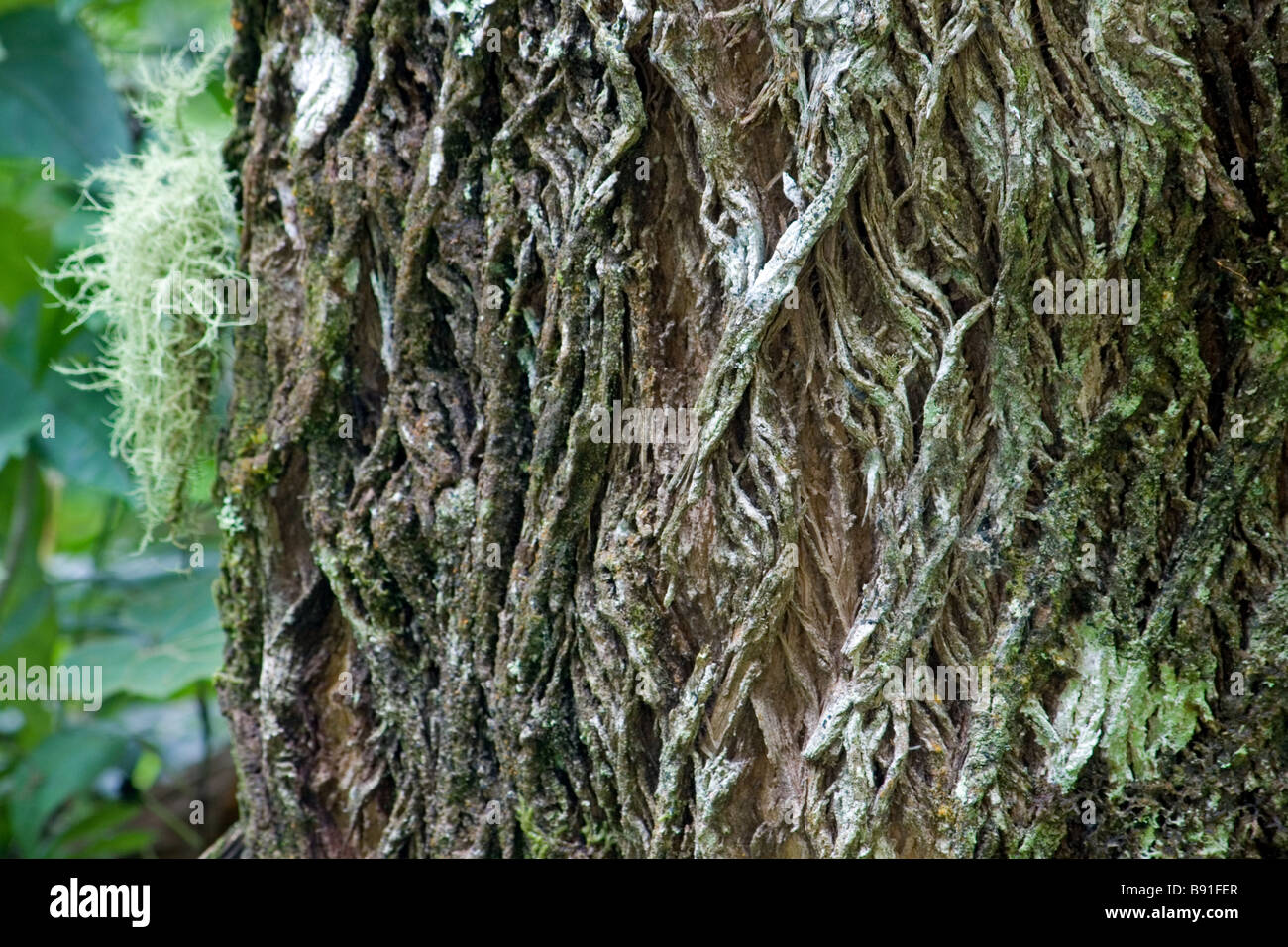 Tree bark brazil hi-res stock photography and images - Alamy