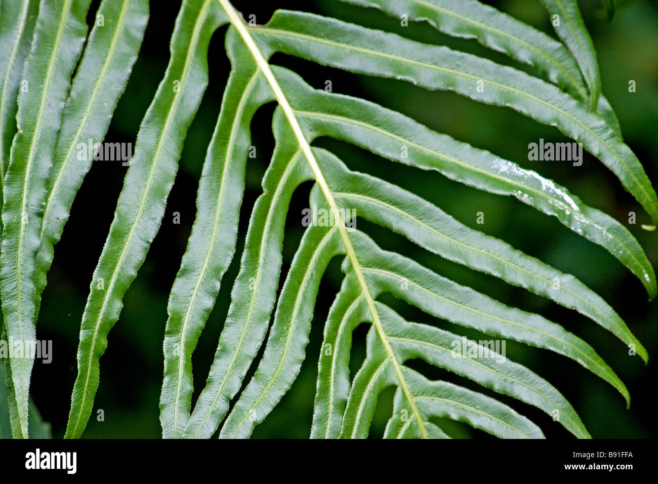 Spores plants hi-res stock photography and images - Alamy