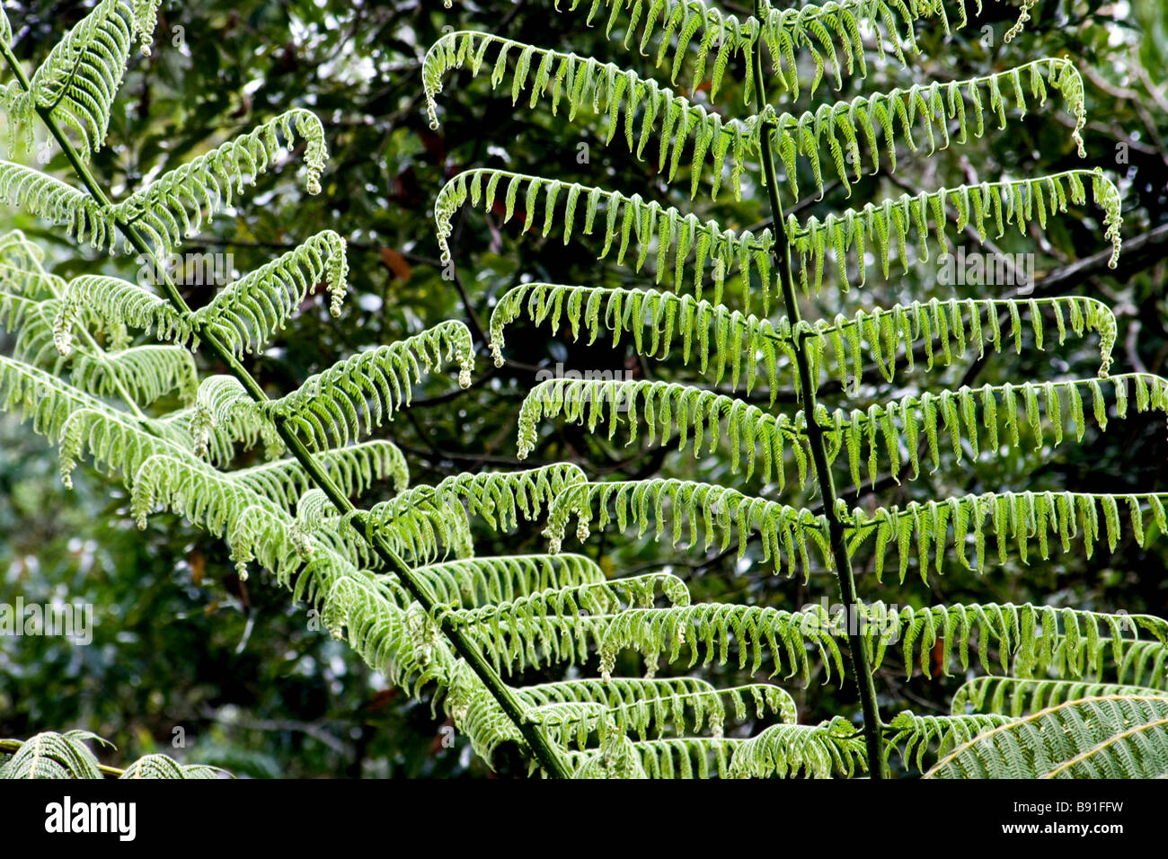 Spores plants hi-res stock photography and images - Alamy