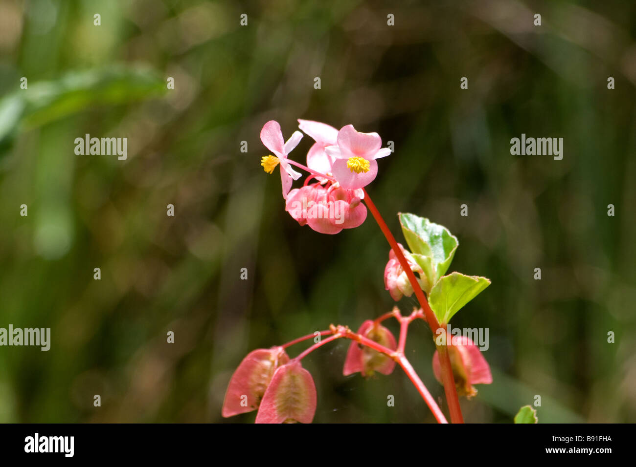 Wild begonia hi-res stock photography and images - Alamy