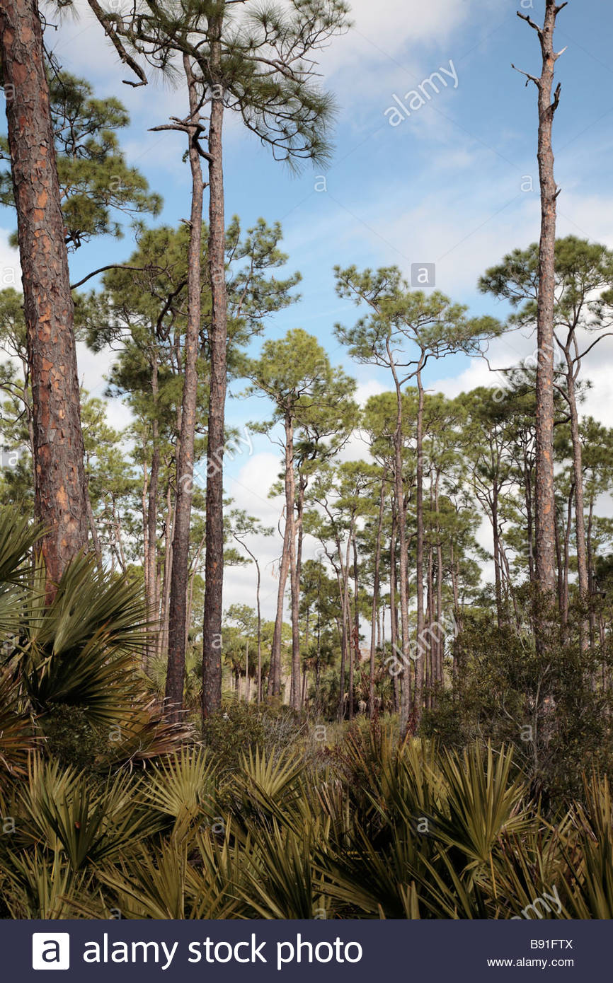 Florida Pine Trees High Resolution Stock Photography and Images - Alamy