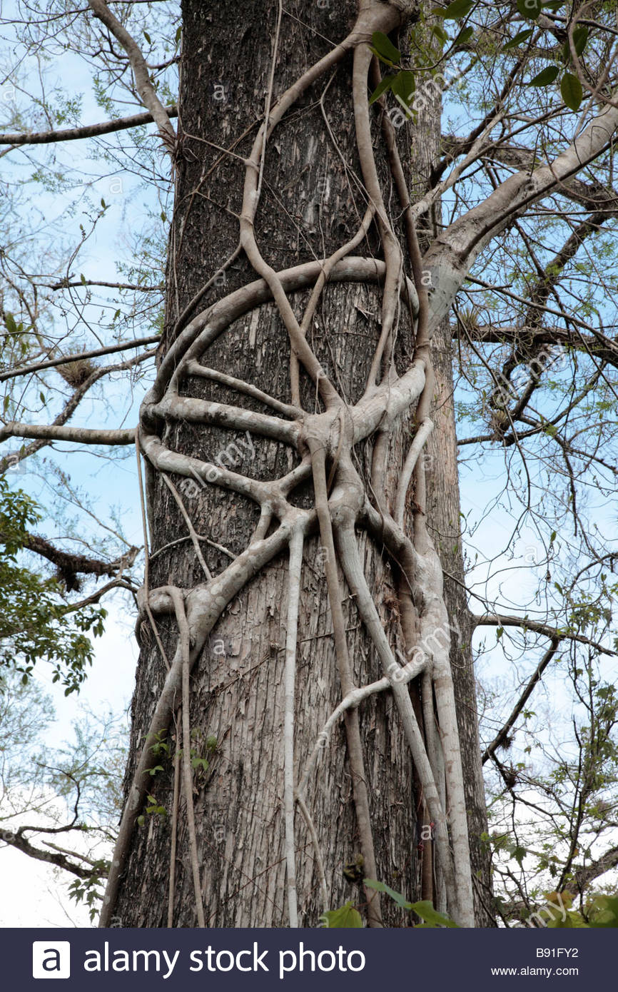 Large Oak Tree Roots High Resolution Stock Photography and Images - Alamy