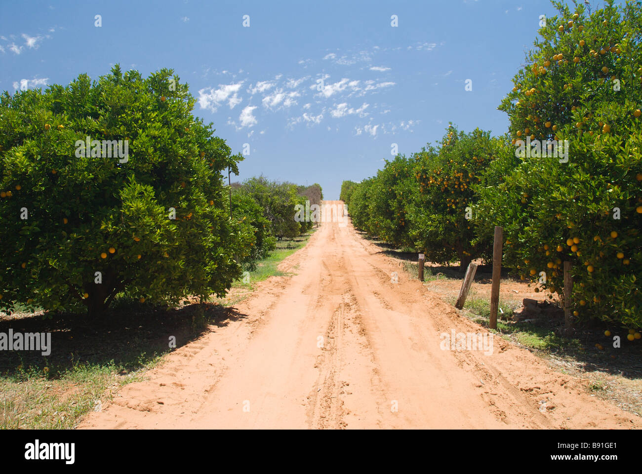 Orange orchard australia hi-res stock photography and images - Alamy