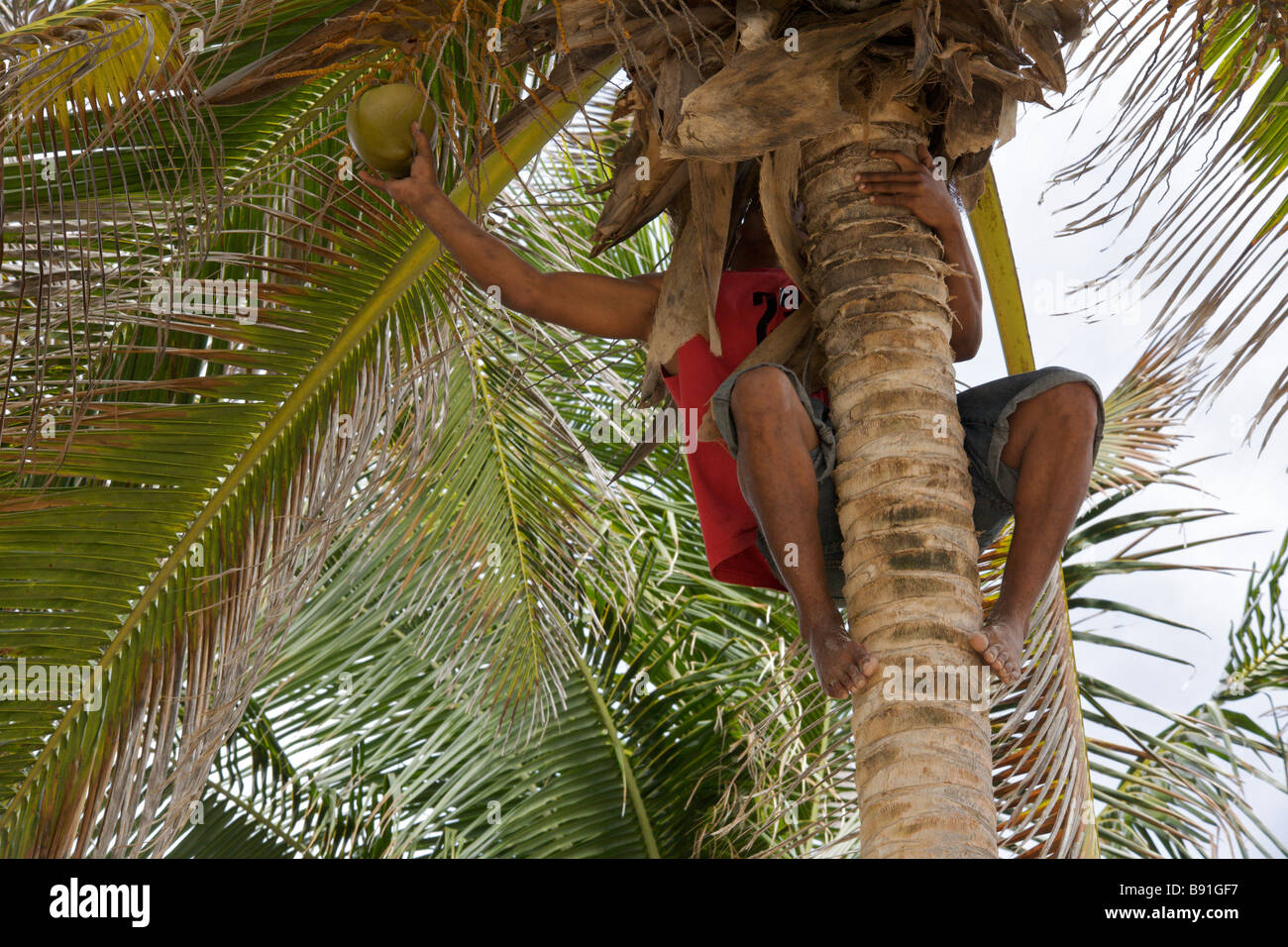 People Climbing Coconut Trees