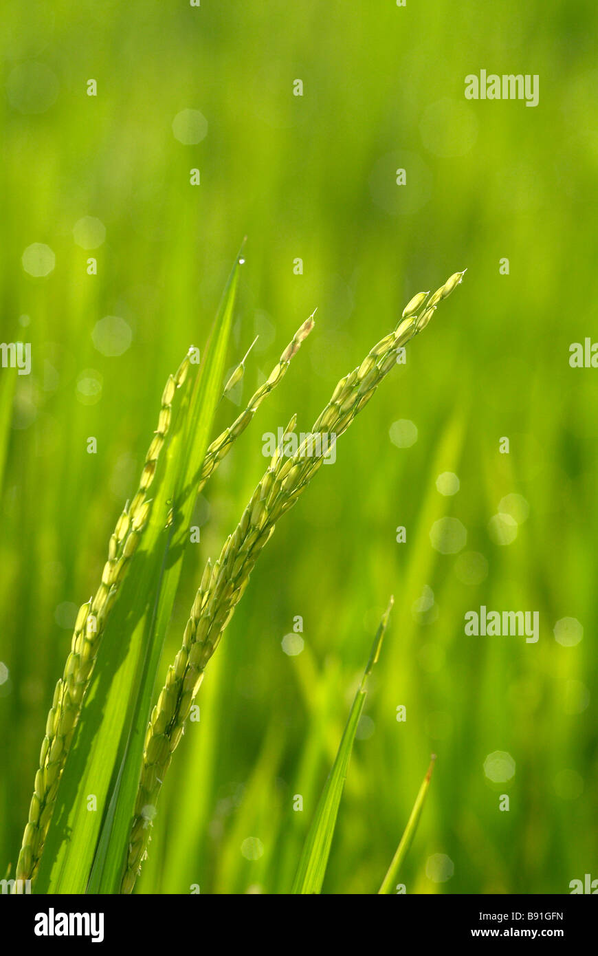 Rice crop hi-res stock photography and images - Alamy