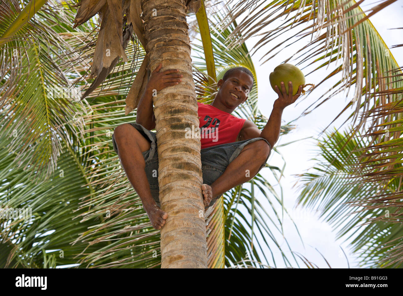 Young Bajan man climbing a coconut tree harvesting coconut, "Crane ...