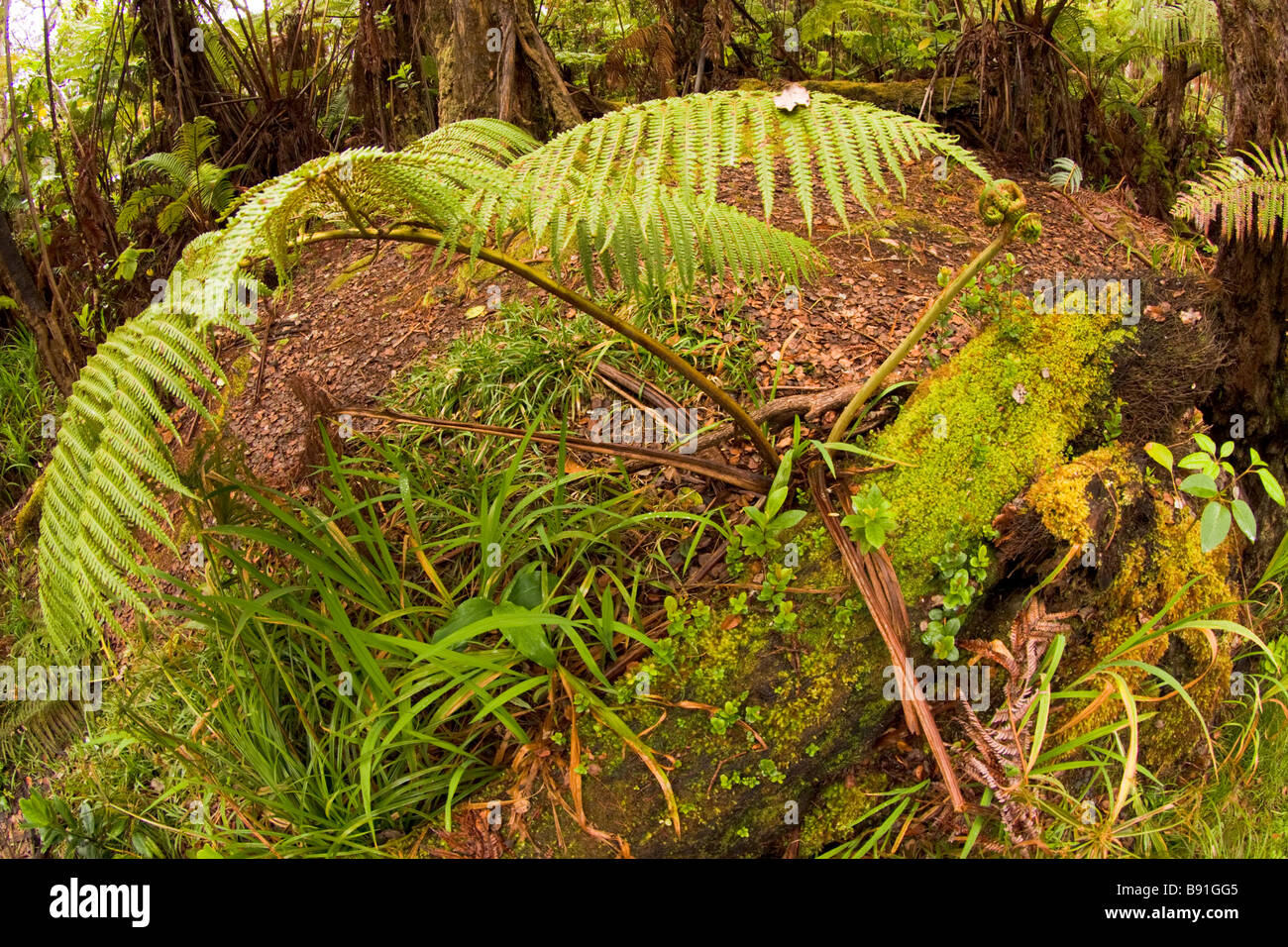 A young fern and moss covered tree trunks in the Fern Forest in ... A young fern and moss covered tree trunks in the Fern Forest in ...