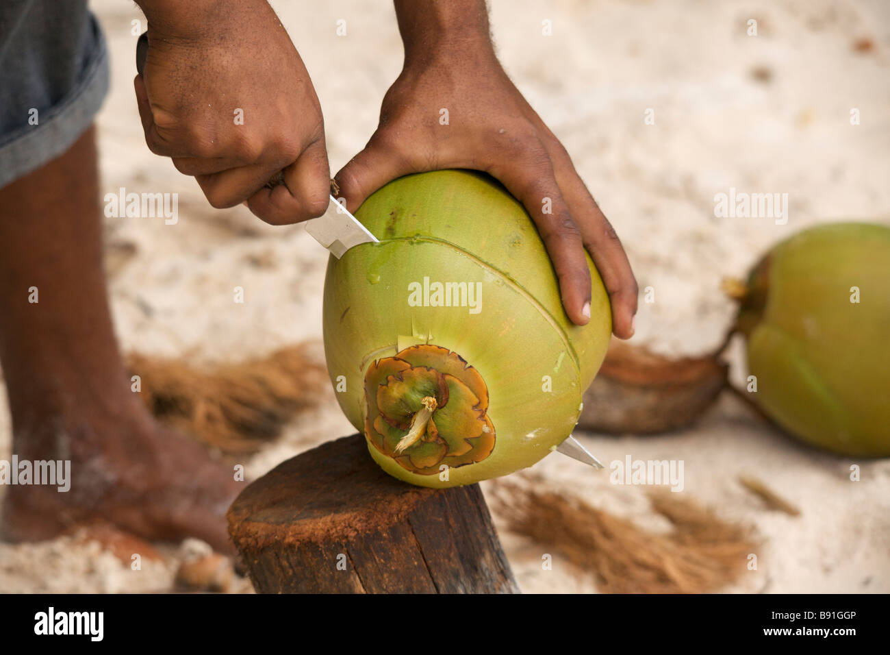 Young Bajan man opening fresh coconut at "Crane Beach", Barbados, "West ...