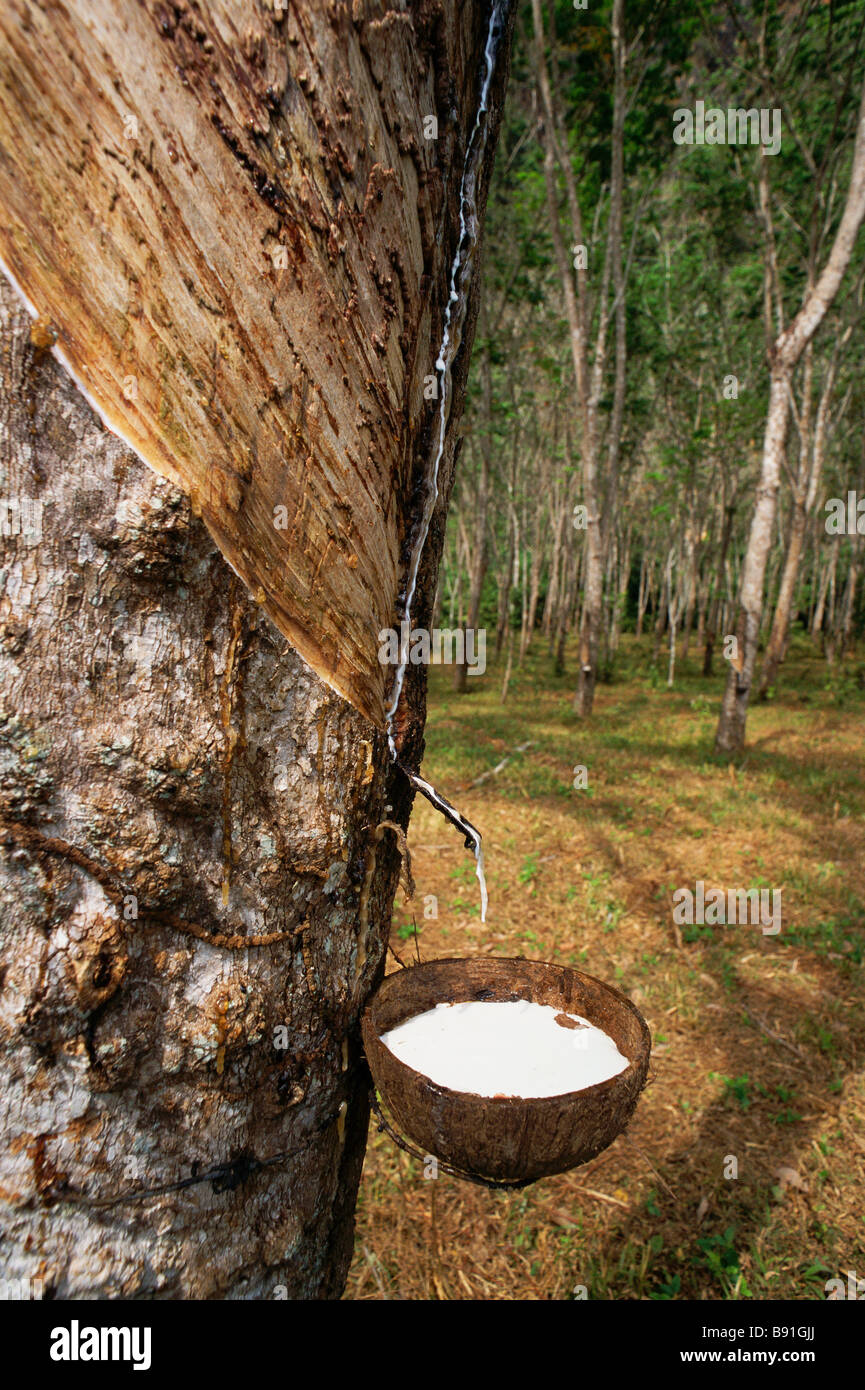Rubber Tree Collecting High Resolution Stock Photography and Images - Alamy