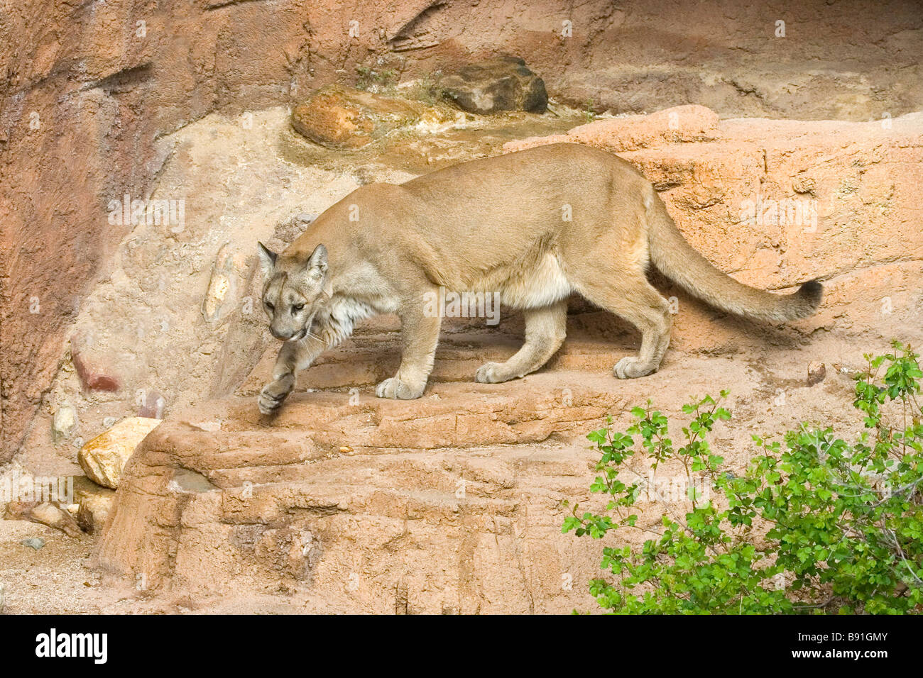 Mountain lion claws hi-res stock photography and images - Alamy
