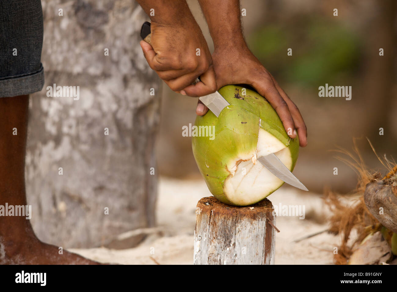 Young Bajan man opening fresh coconut at "Crane Beach", Barbados, "West ...