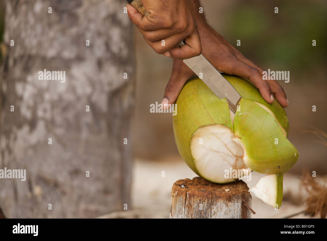 Plucking coconut hi-res stock photography and images - Alamy