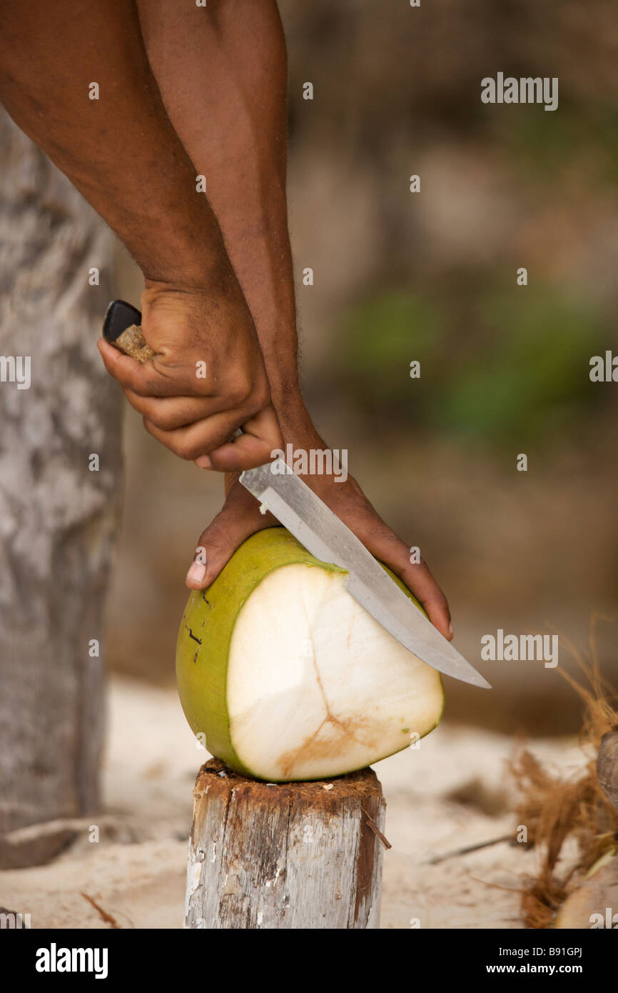Young Bajan man opening fresh coconut at "Crane Beach", Barbados, "West ...