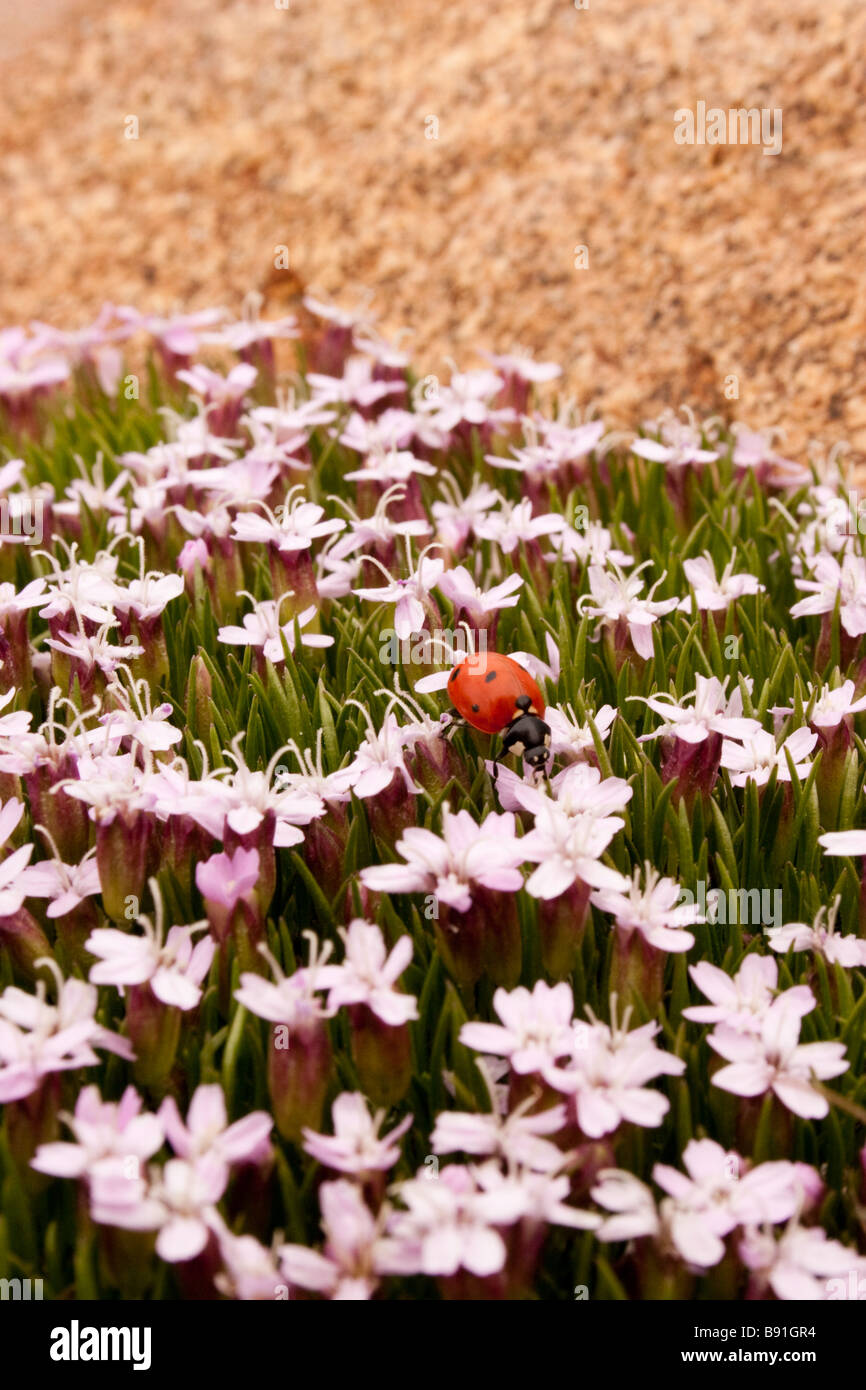 Ladybug on purple flowers in alpine meadow Stock Photo - Alamy