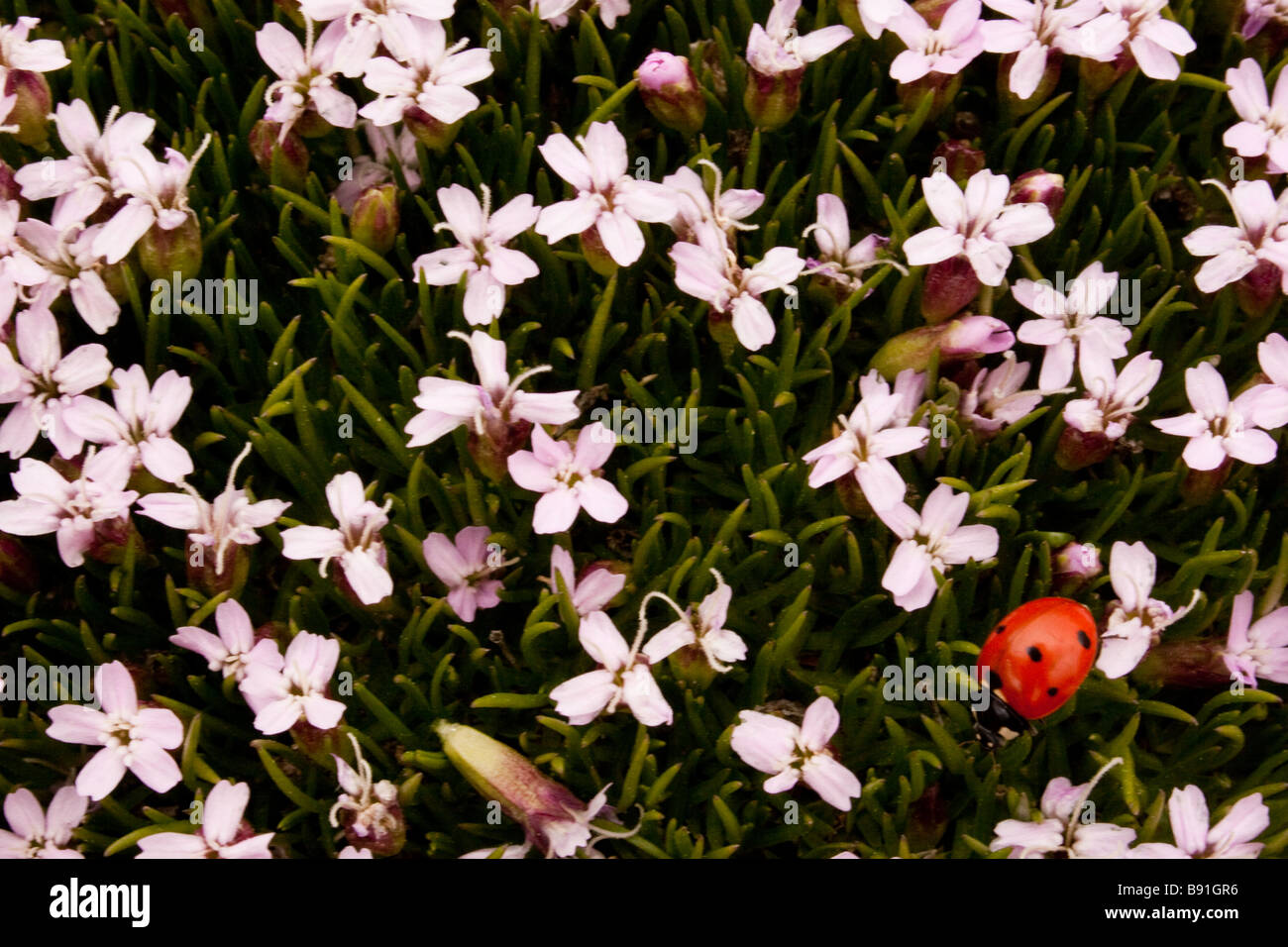 Ladybug on purple flowers in alpine meadow Stock Photo - Alamy