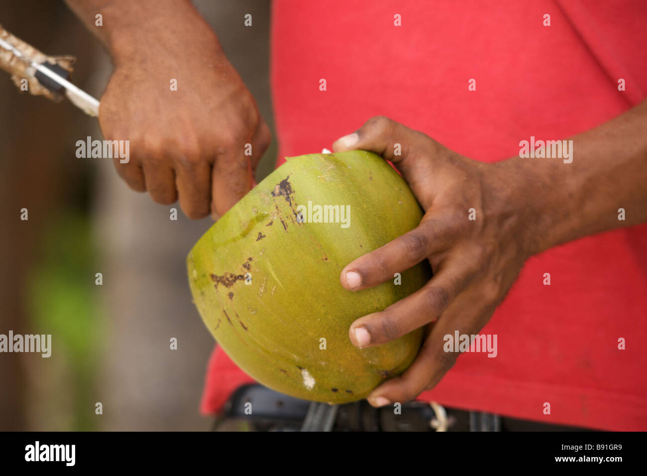 Close up demonstration on how to open a fresh young coconut Stock Photo ...