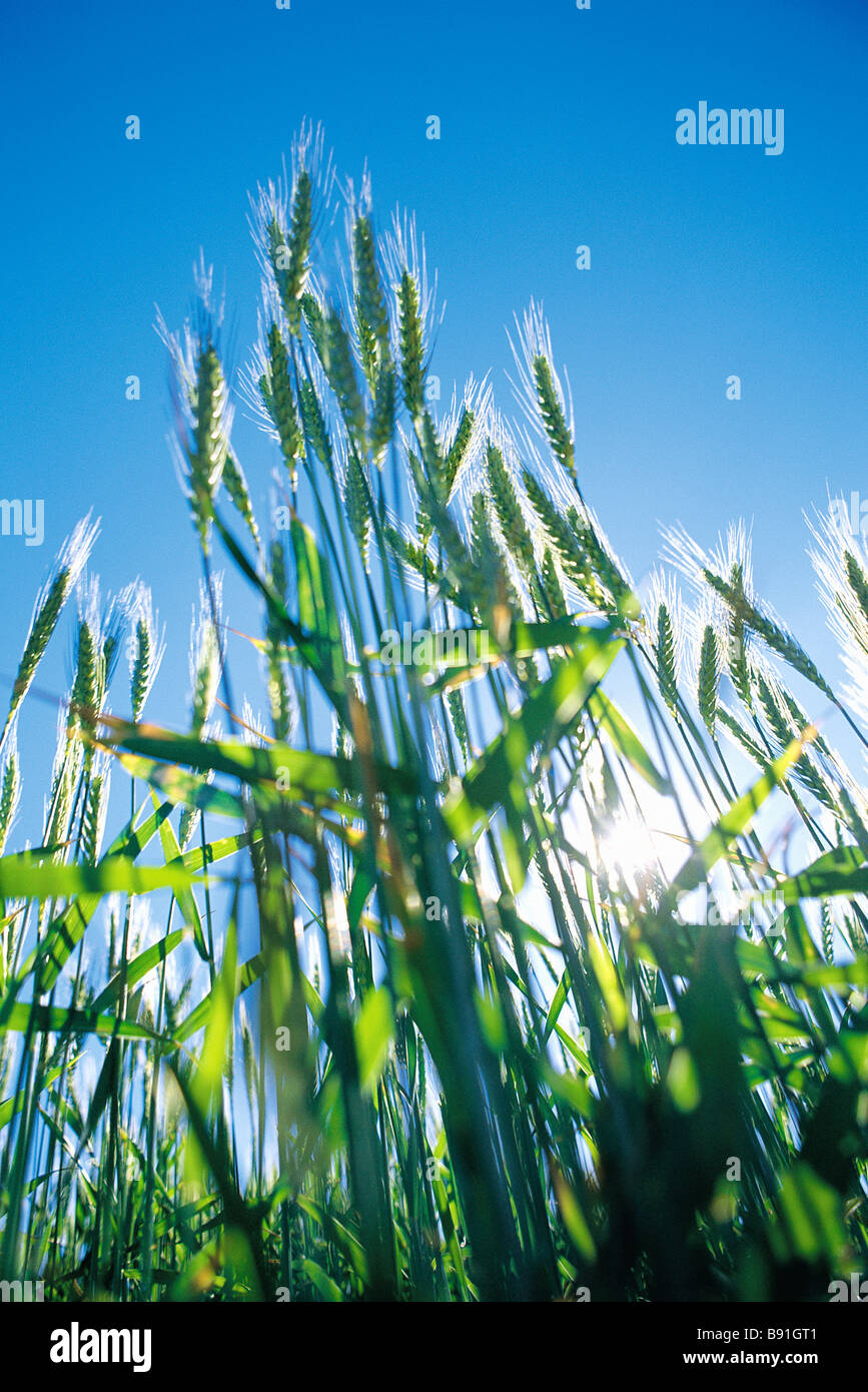 Wheat growing close up Stock Photo - Alamy