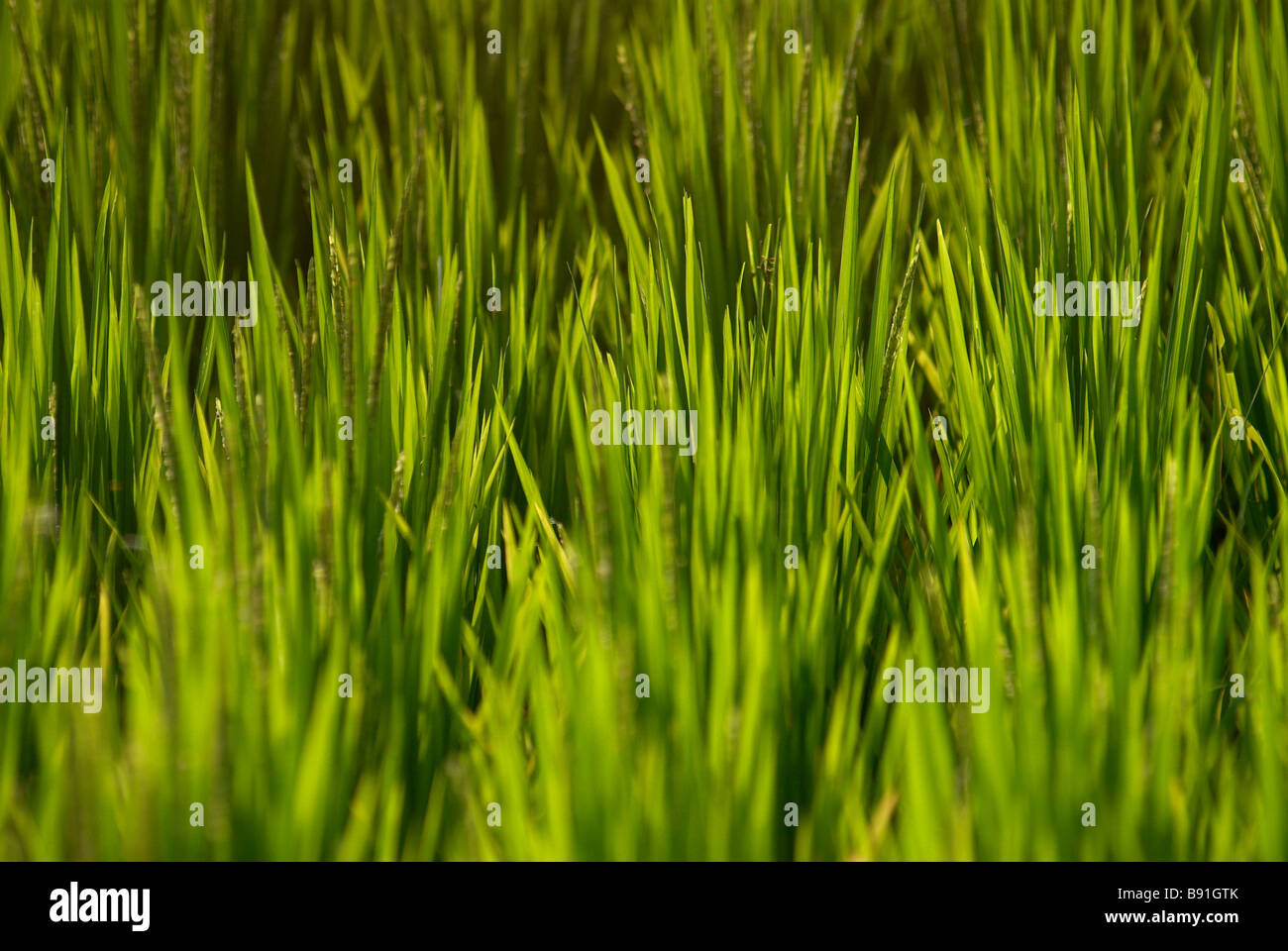 Rice growing in field Stock Photo - Alamy