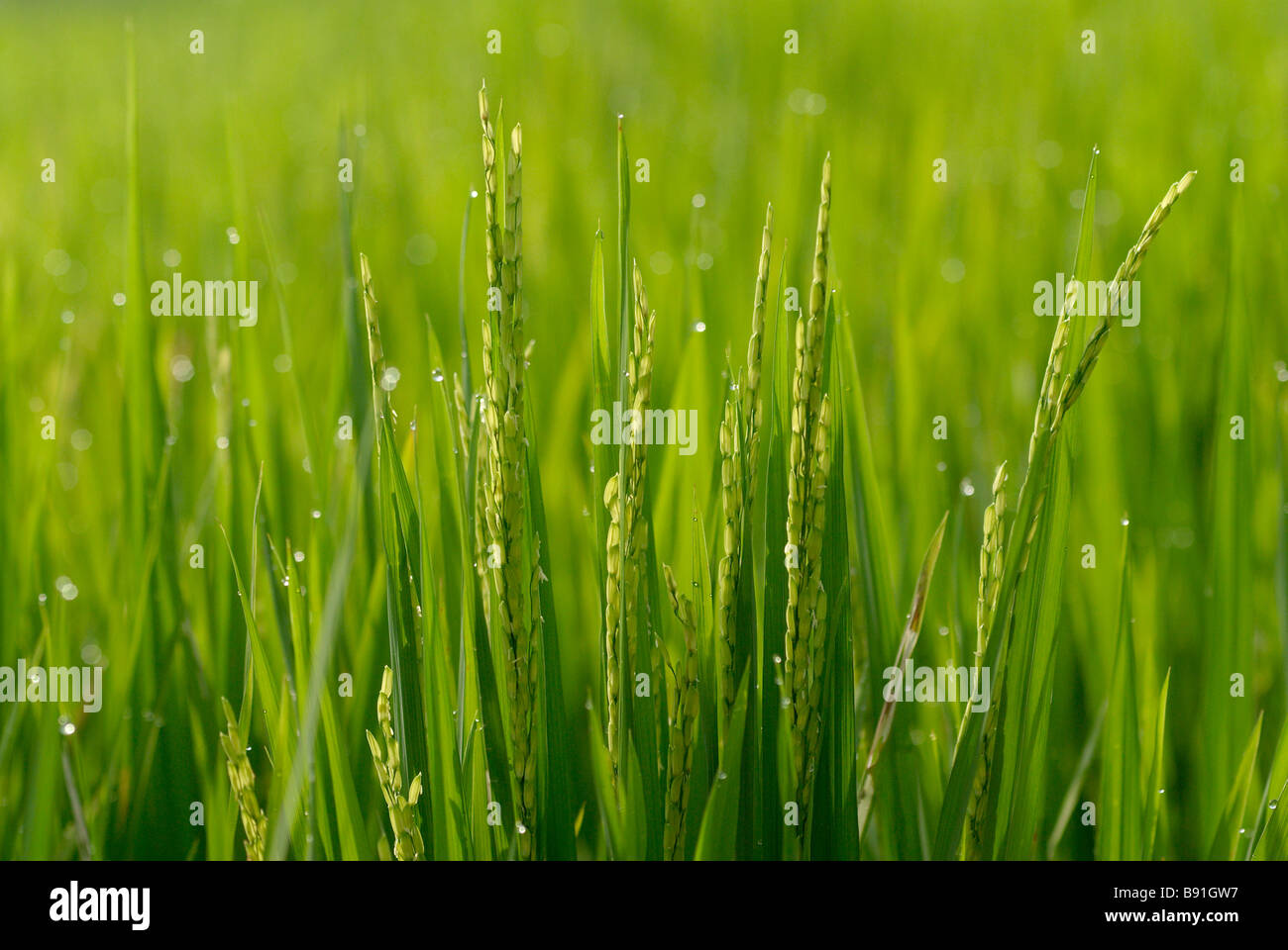 Rice growing hi-res stock photography and images - Alamy