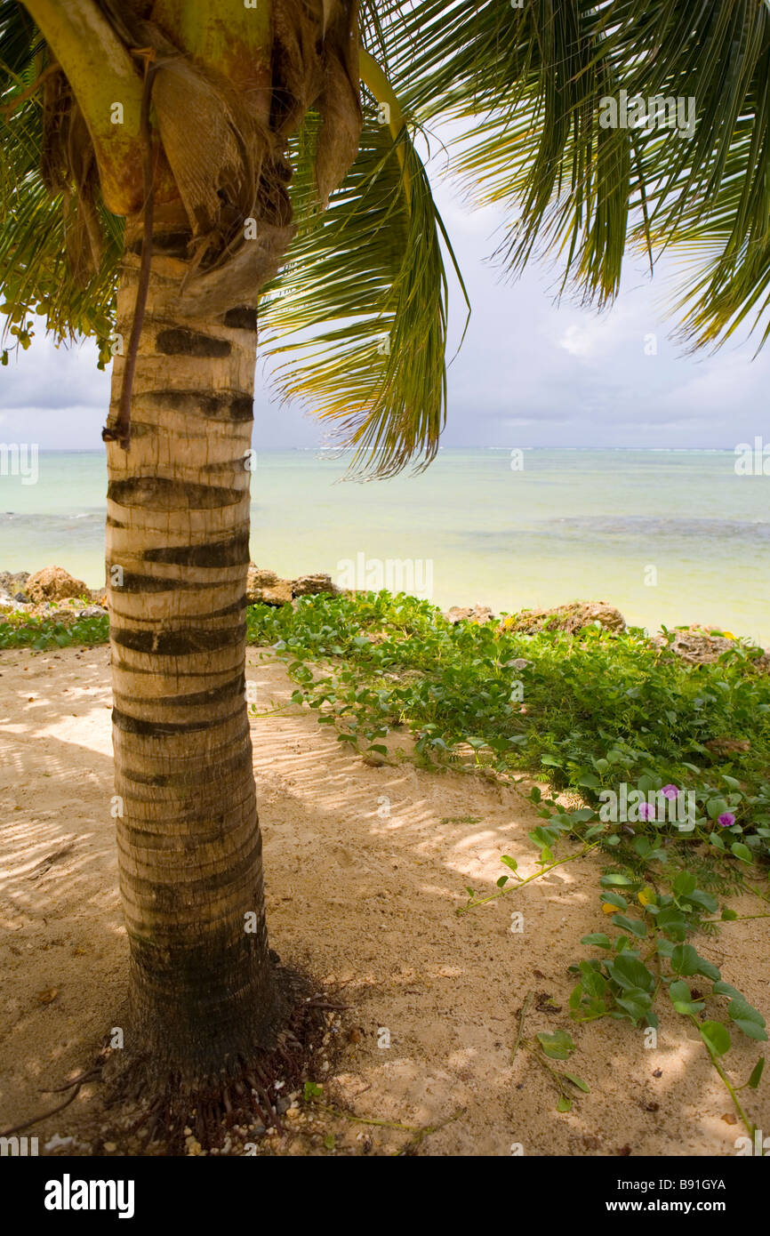 Palm tree over blue hi-res stock photography and images - Alamy