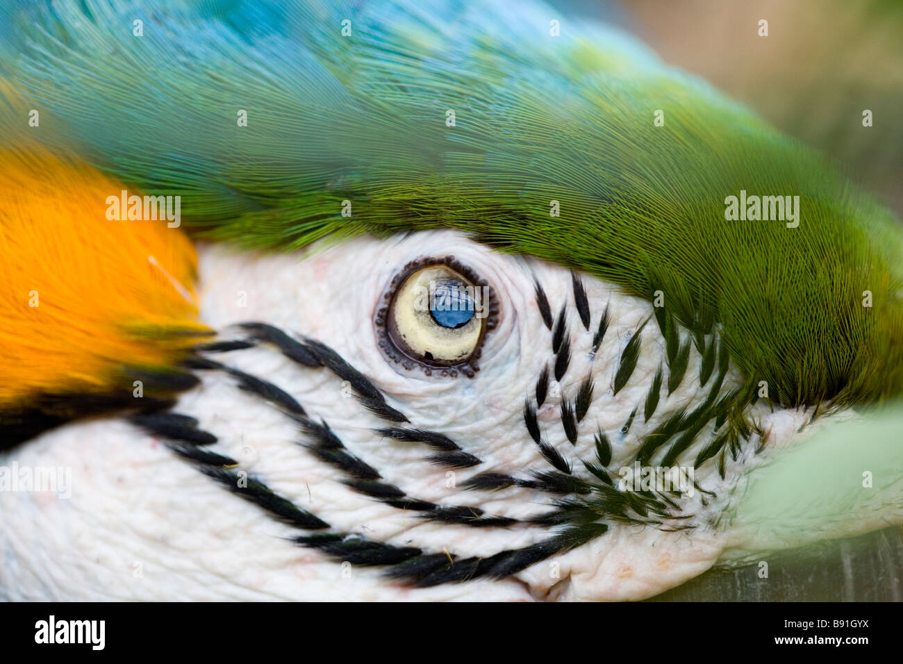 Close up of Macaw Parrots eye, Tobago Island Caribbean Stock Photo - Alamy
