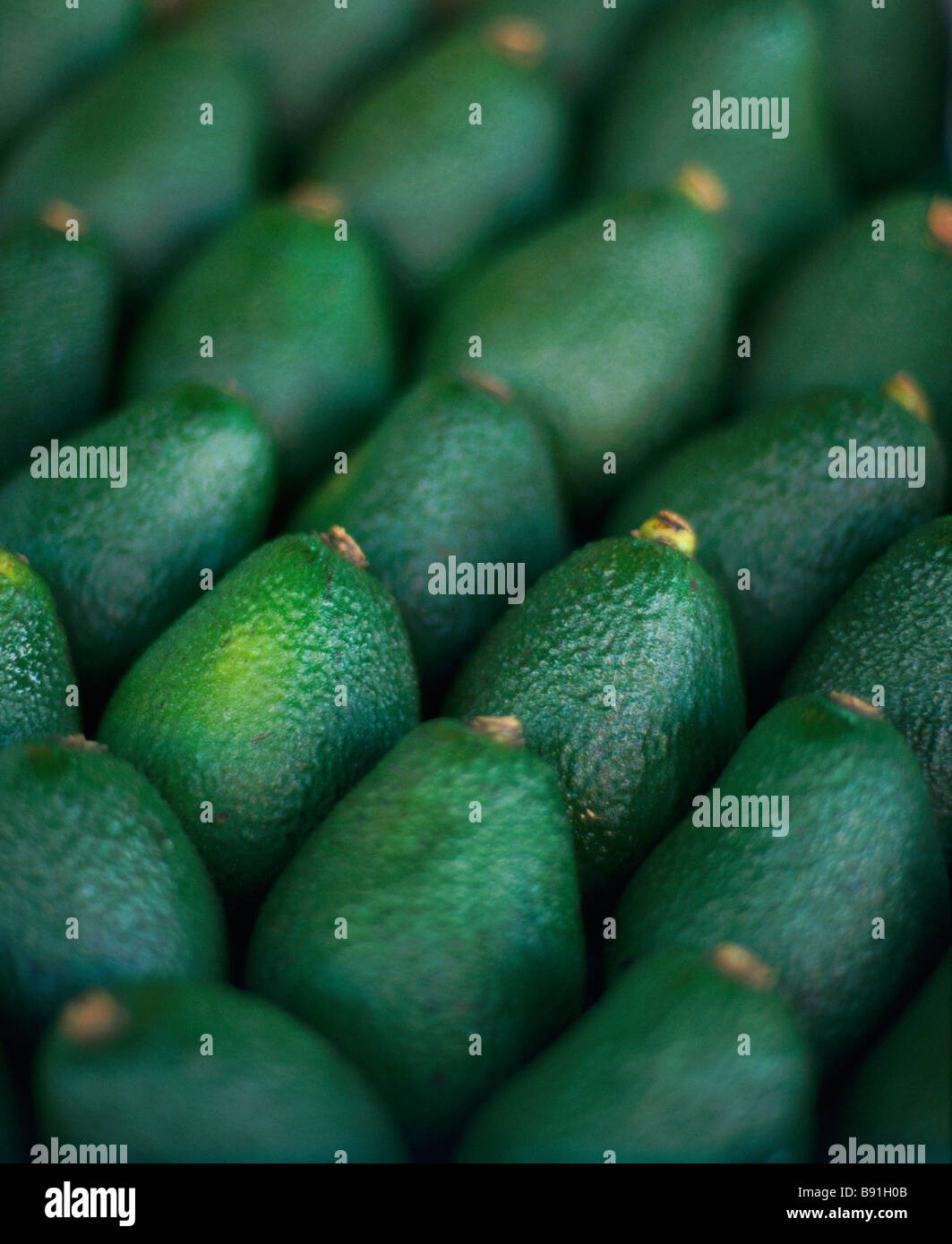 Avocados australia hi-res stock photography and images - Alamy
