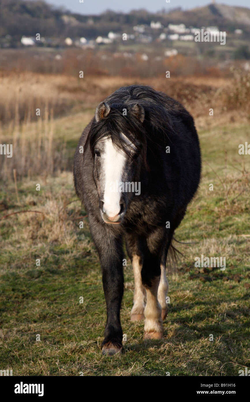 Short Pony High Resolution Stock Photography and Images - Alamy