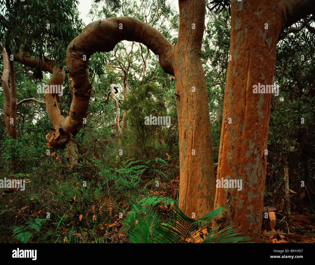 Sydney Red Gum (Angophora costata) forest, Wyrrabalong National Park ...