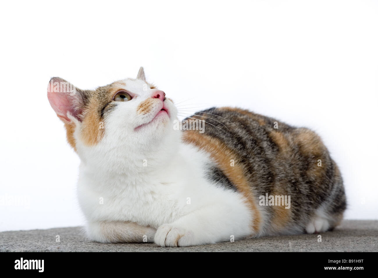Spotted cat animal hi-res stock photography and images - Alamy