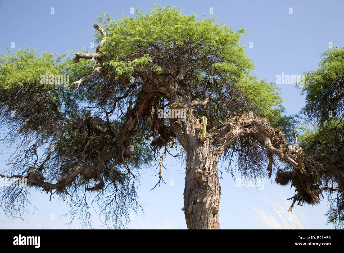 Algarrobo tree with cactus growing through it, Cafayate Gorge, Salta ...