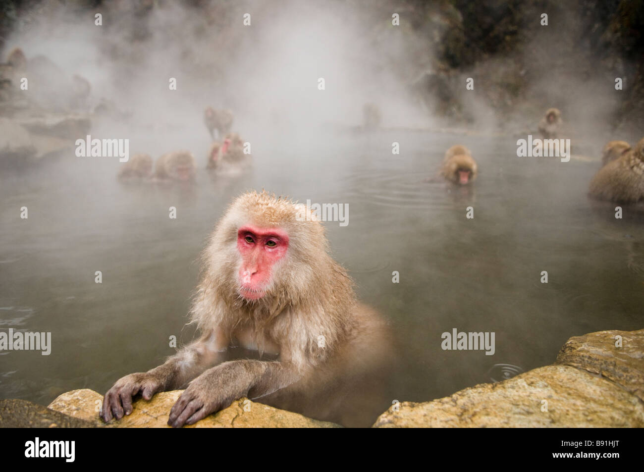 Japanese Macaque snow monkey at Jigokudani Monkey Park Nagano Japan ...