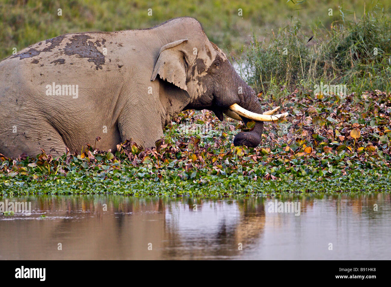 Waterhole kaziranga hi-res stock photography and images - Alamy