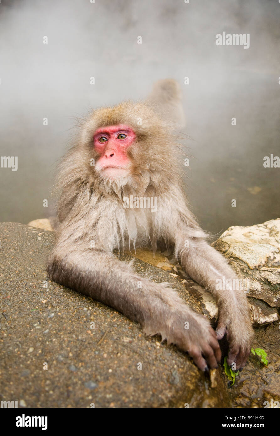 Monkey Swimming Pool High Resolution Stock Photography and Images - Alamy