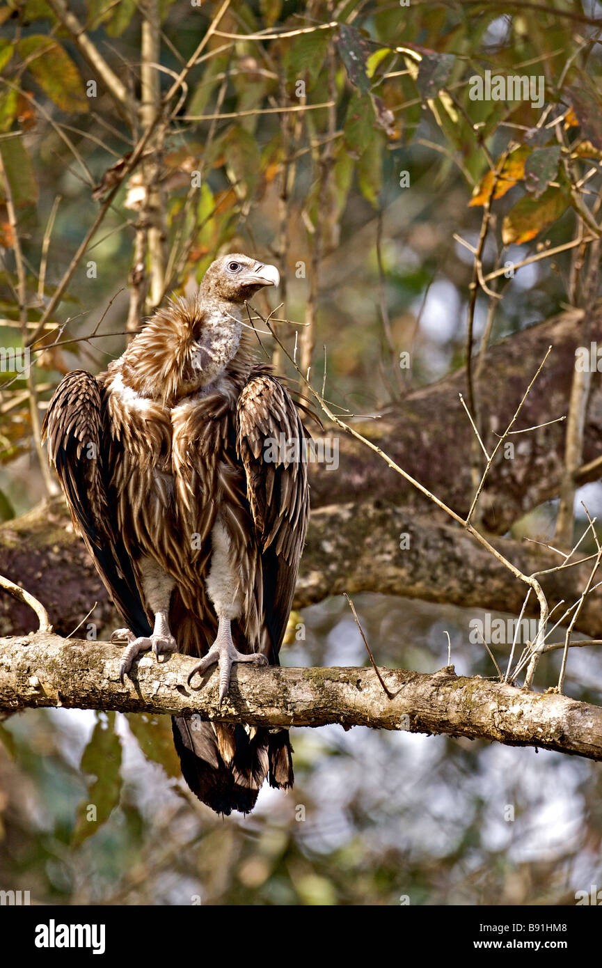Slender billed Vulture Gyps tenuirostris in Kaziranga national park in ...