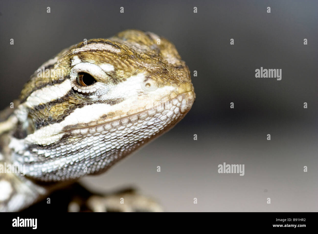 young bearded dragons Stock Photo - Alamy