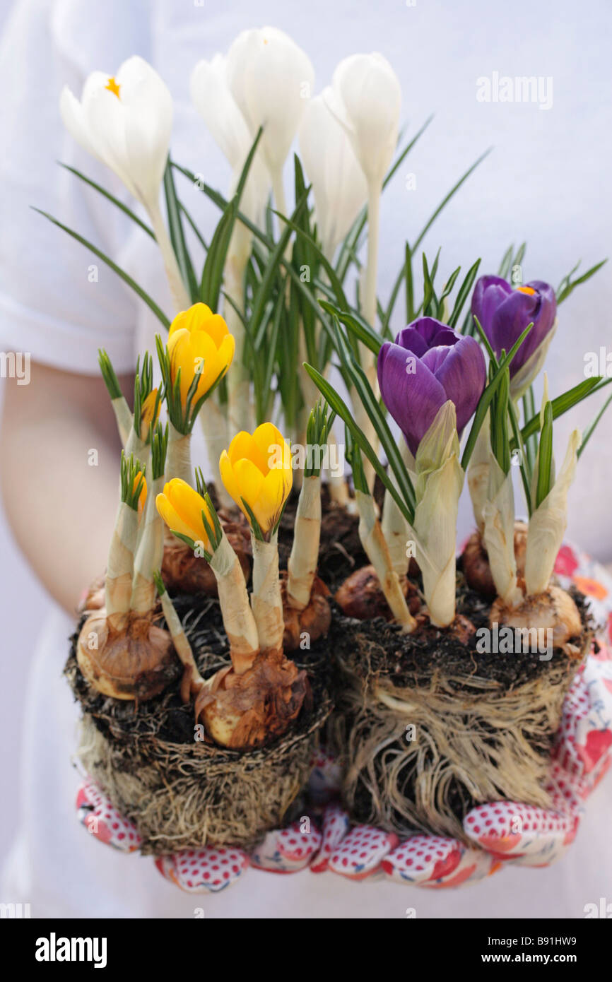Flowering plant showing roots hi-res stock photography and images - Alamy