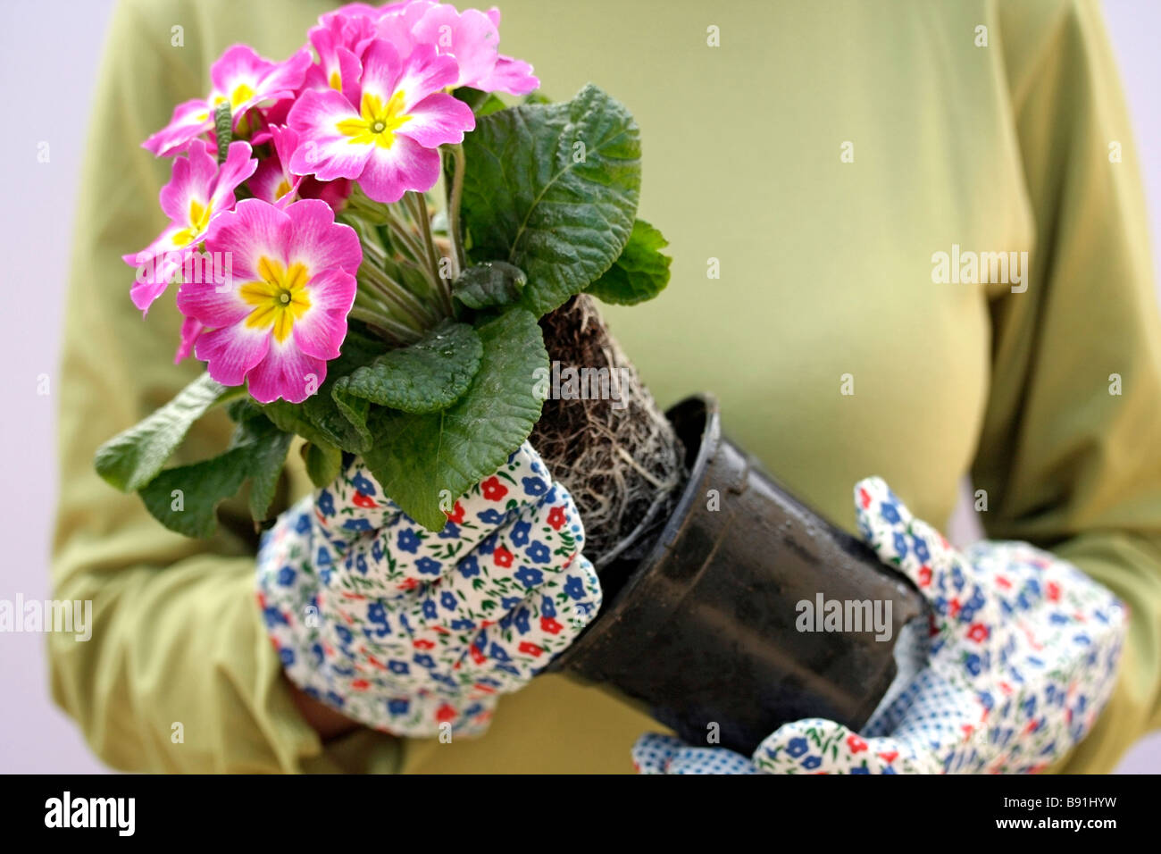 Primrose plants roots High Resolution Stock Photography and Images - Alamy
