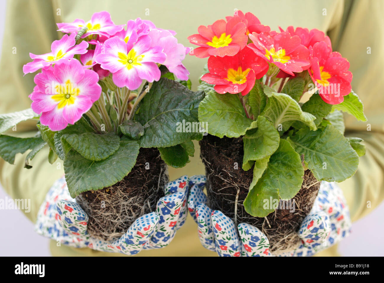 Primrose plants roots hi-res stock photography and images - Alamy