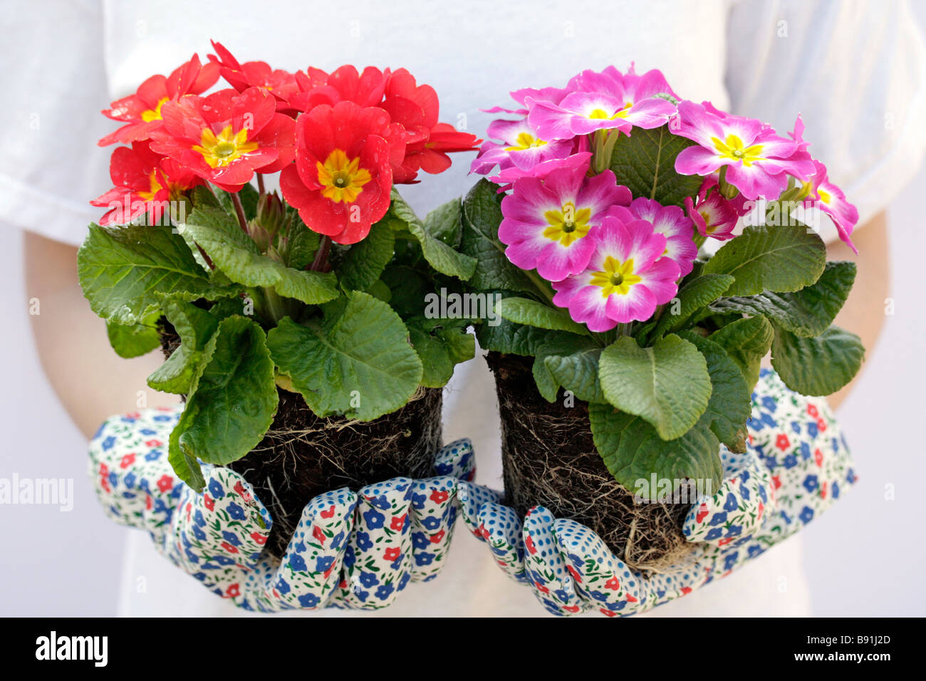 Primrose plants roots hi-res stock photography and images - Alamy