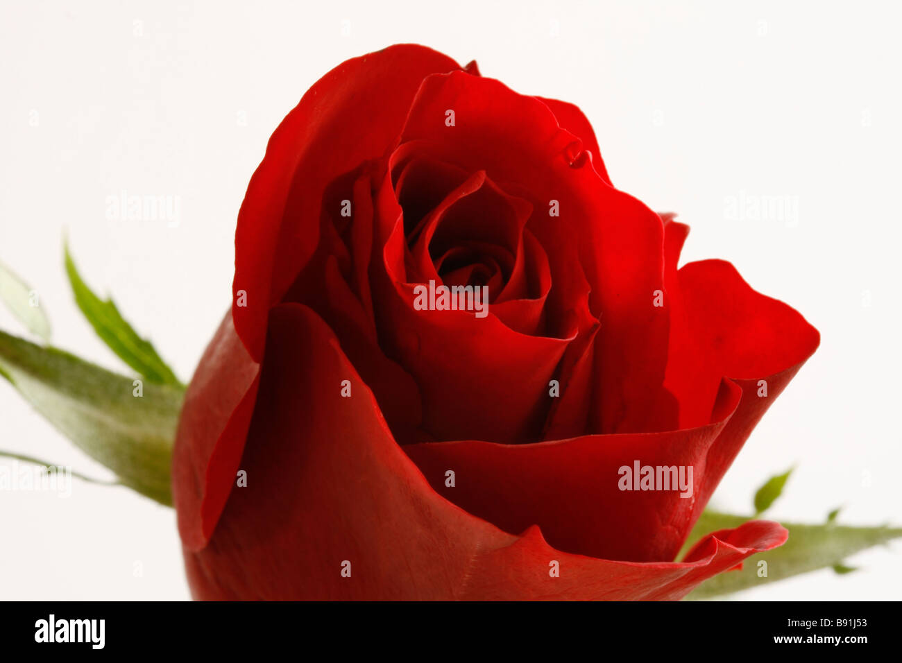 Single red rose Stock Photo - Alamy